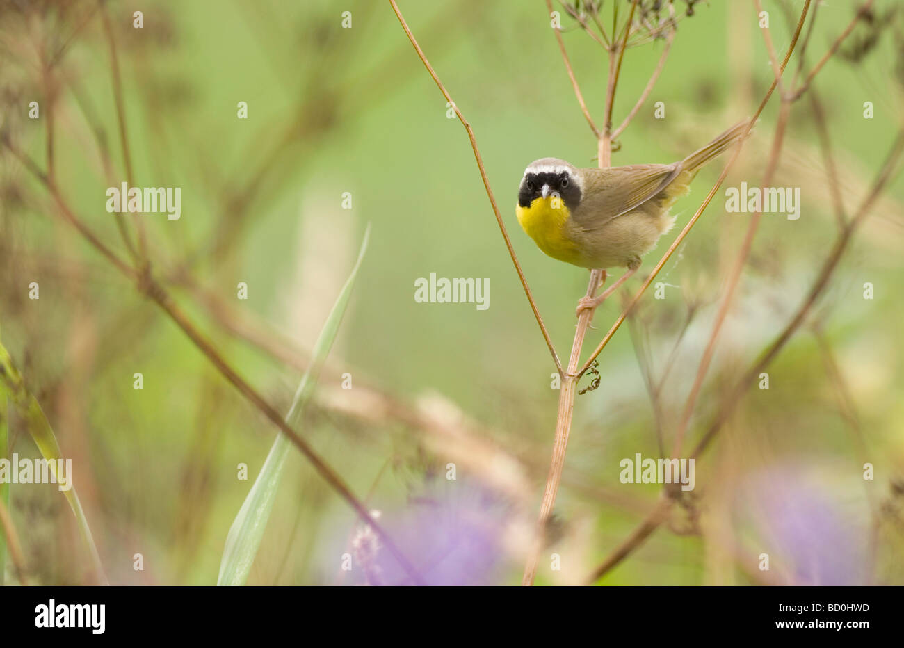 Common forest birds hi-res stock photography and images - Alamy