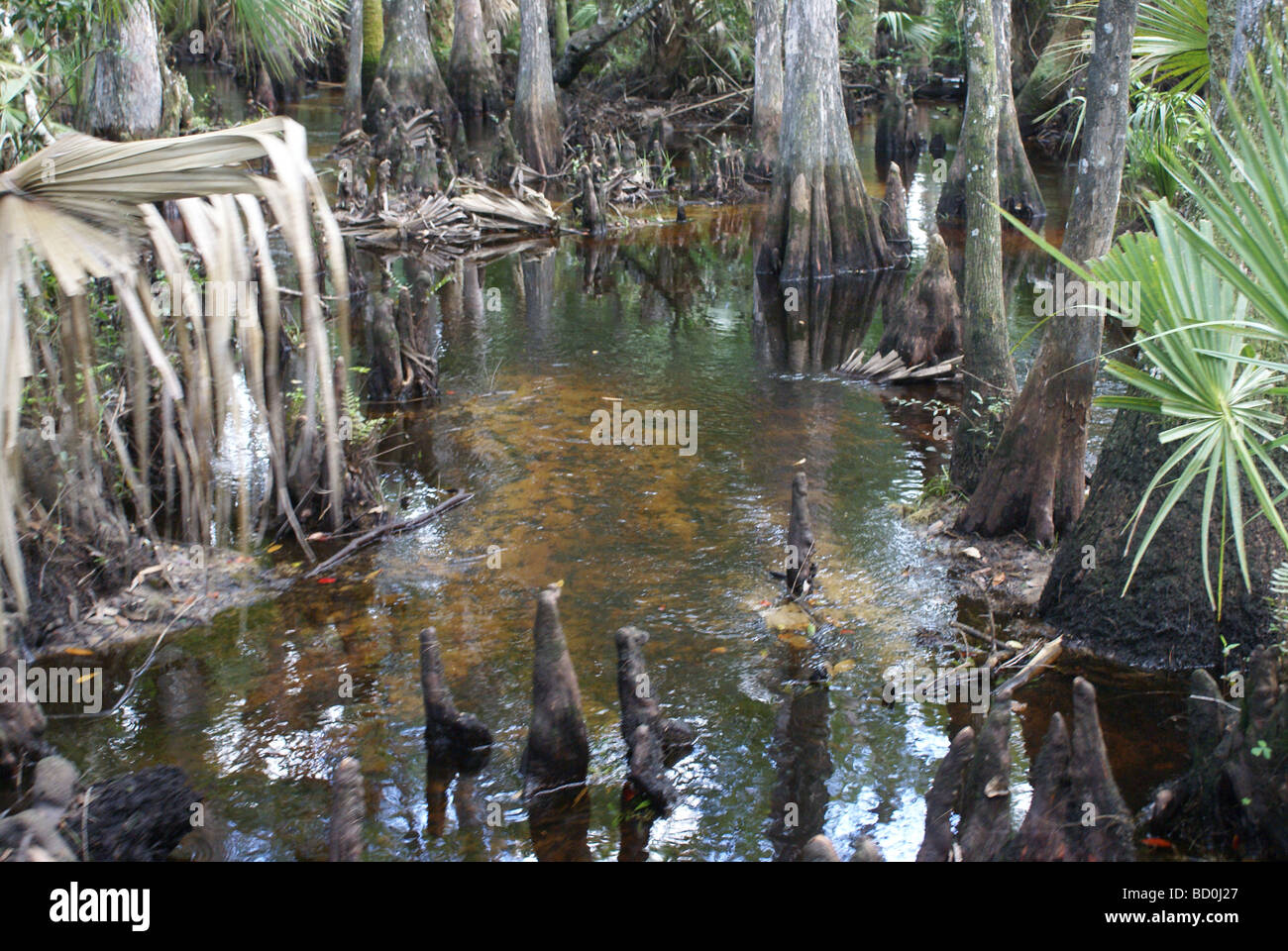 Swamp scene hi-res stock photography and images - Alamy