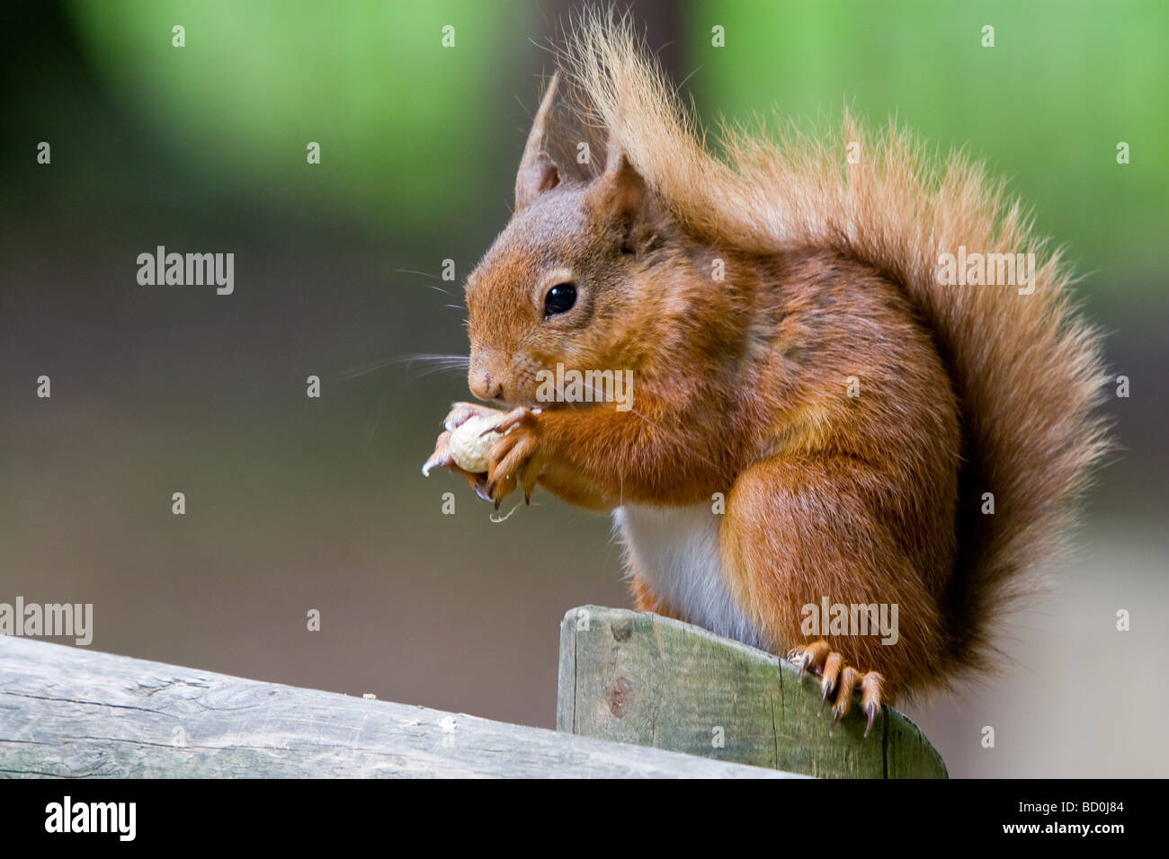 Red Squirrel nibbling a nut Stock Photo - Alamy