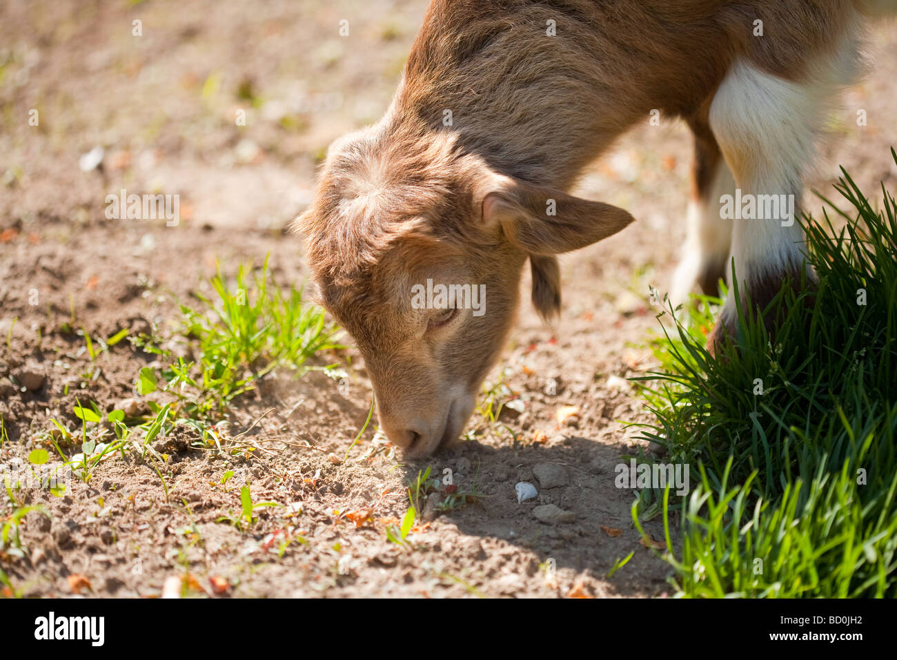 Cute baby goat playing alone on a lawn Stock Photo - Alamy