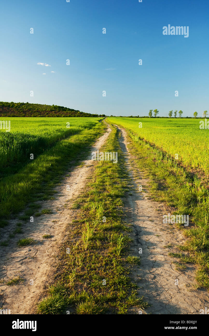 Countryside road in a wheat field at sunset Stock Photo - Alamy