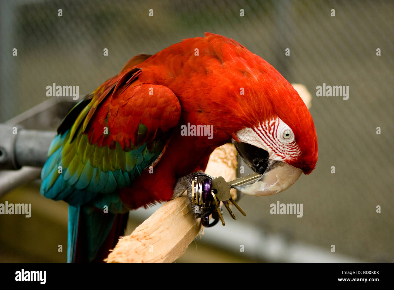 Macaw set hi-res stock photography and images - Alamy