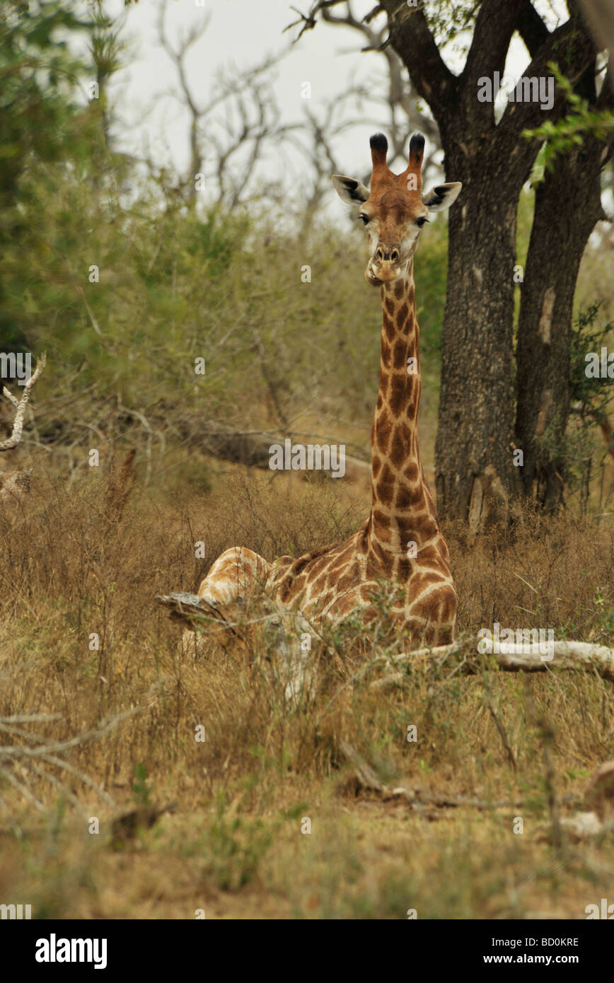 Royal Hlane National Park, Swaziland, Giraffe, Giraffa camelopardalis ...