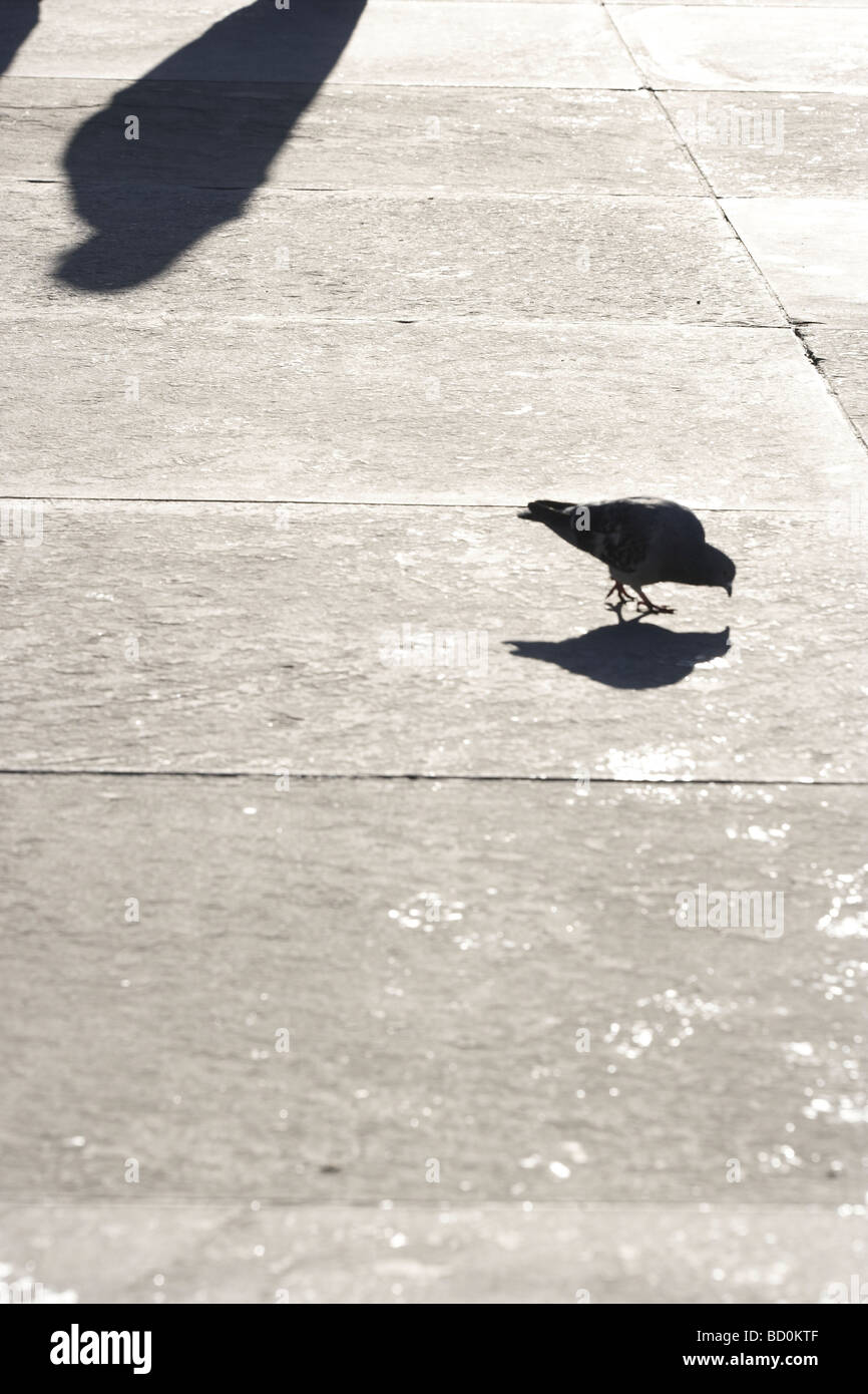 Solitary city pigeon hi-res stock photography and images - Alamy