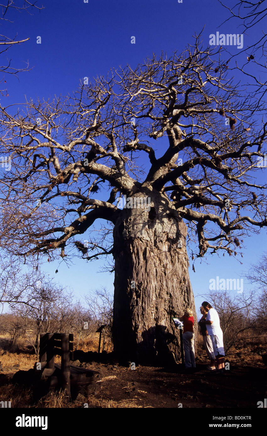 Mopani Tree High Resolution Stock Photography and Images - Alamy