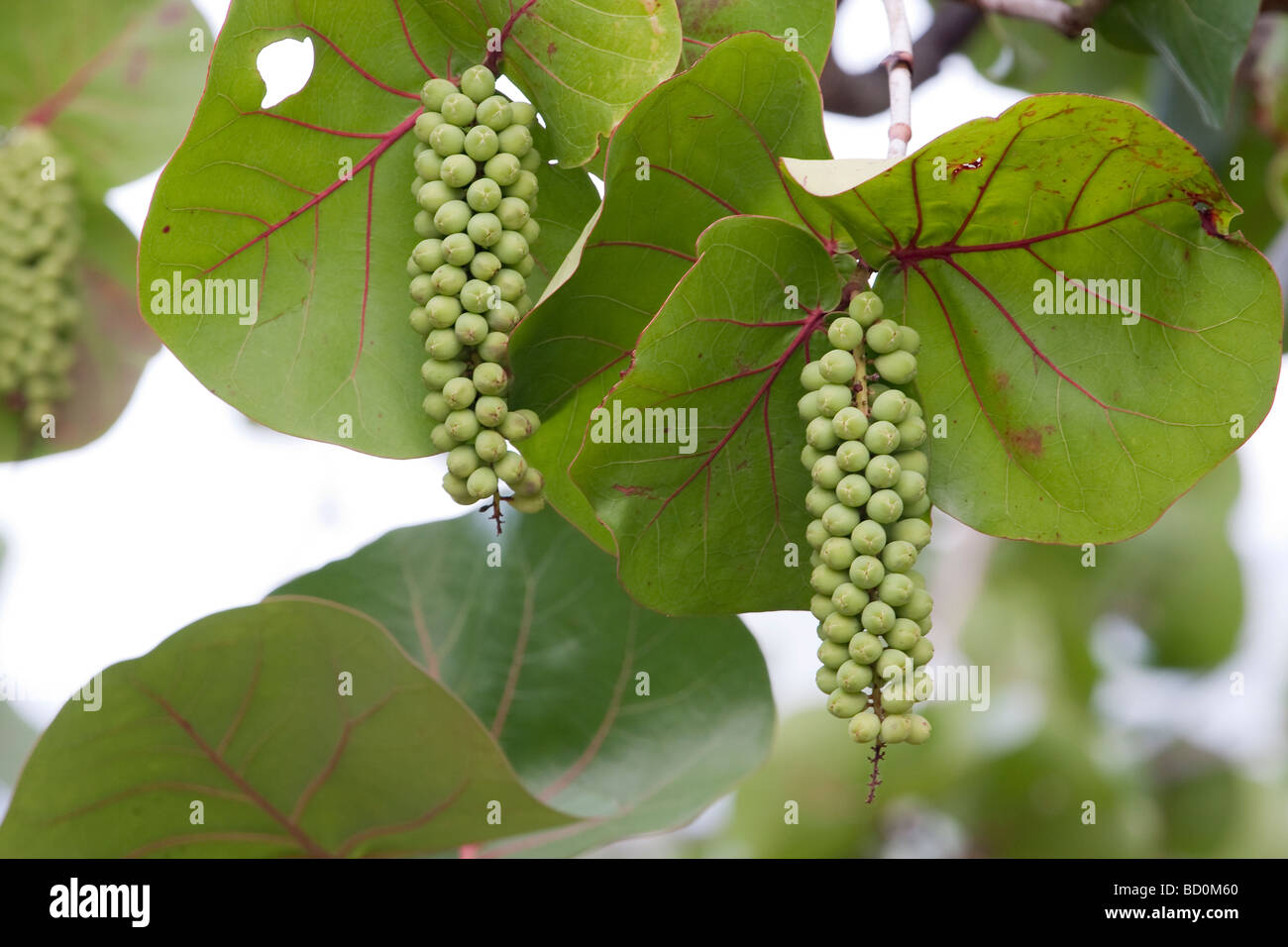 Sea grape tree hi-res stock photography and images - Alamy