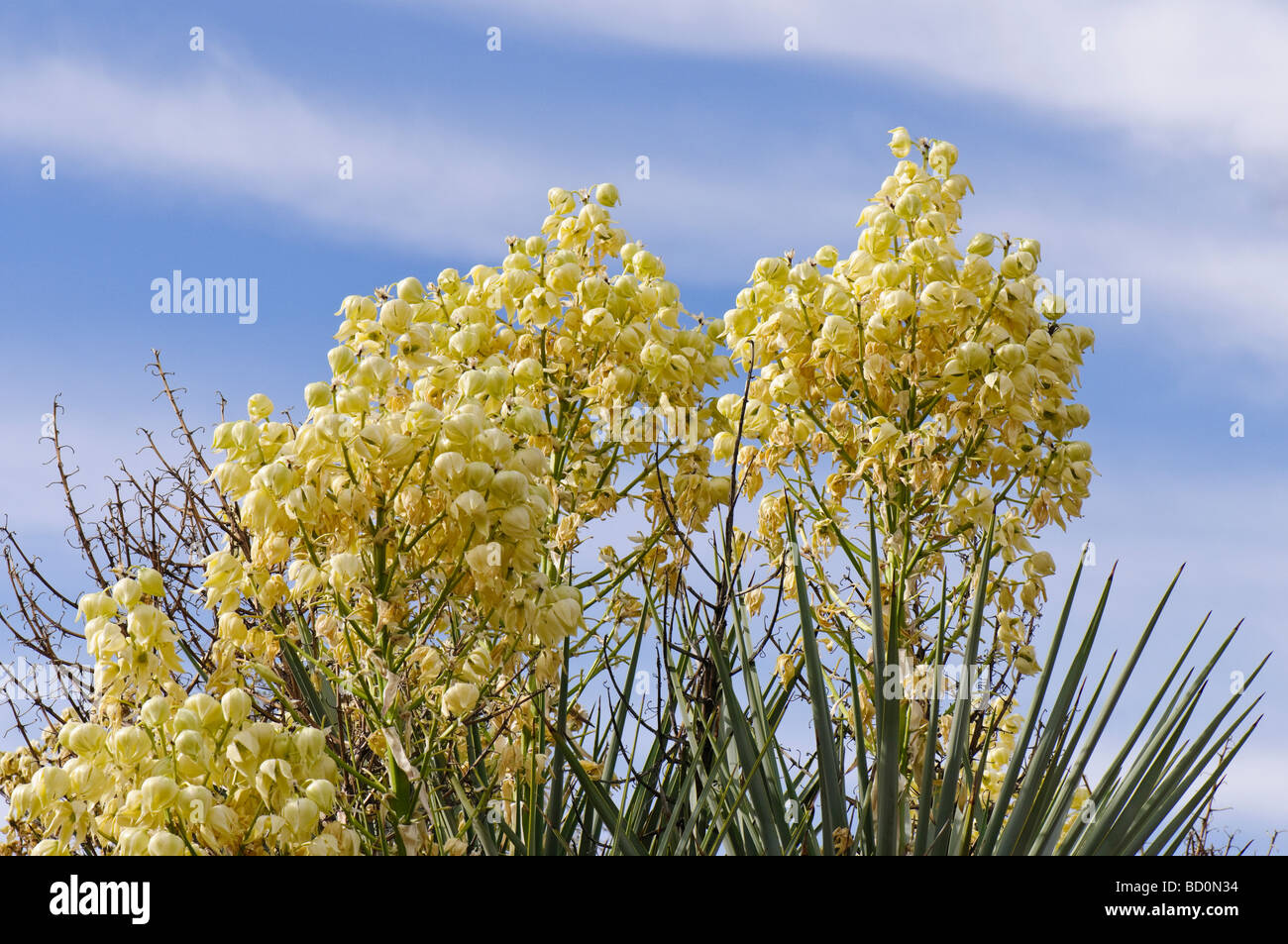 Palmilla Yucca in bloom Stock Photo - Alamy