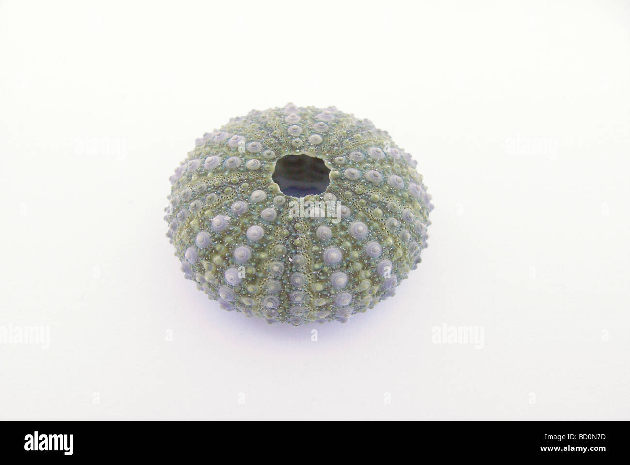 Seeigel skelett hi-res stock photography and images - Alamy