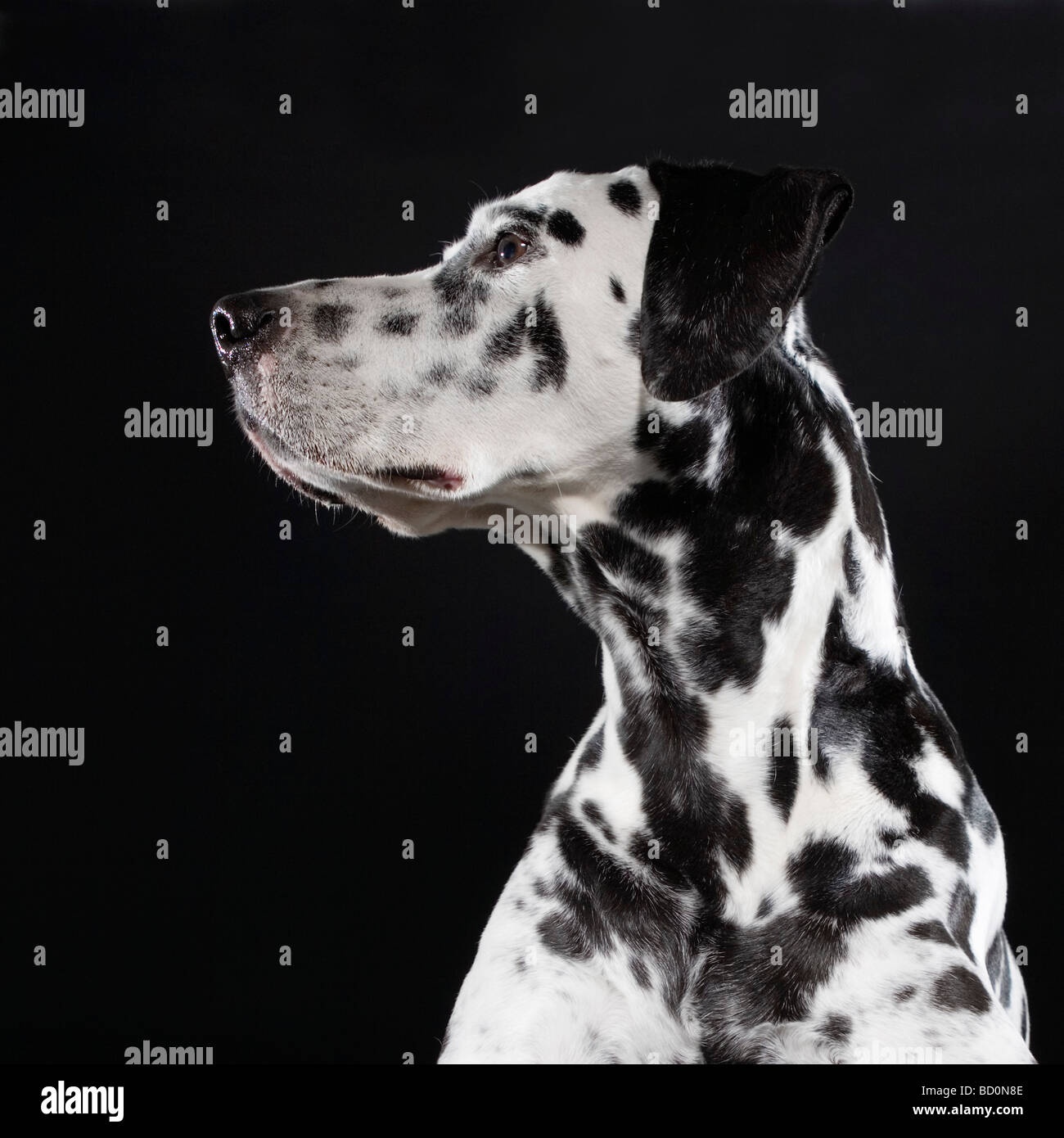 Dalmatian portrait hi-res stock photography and images - Alamy