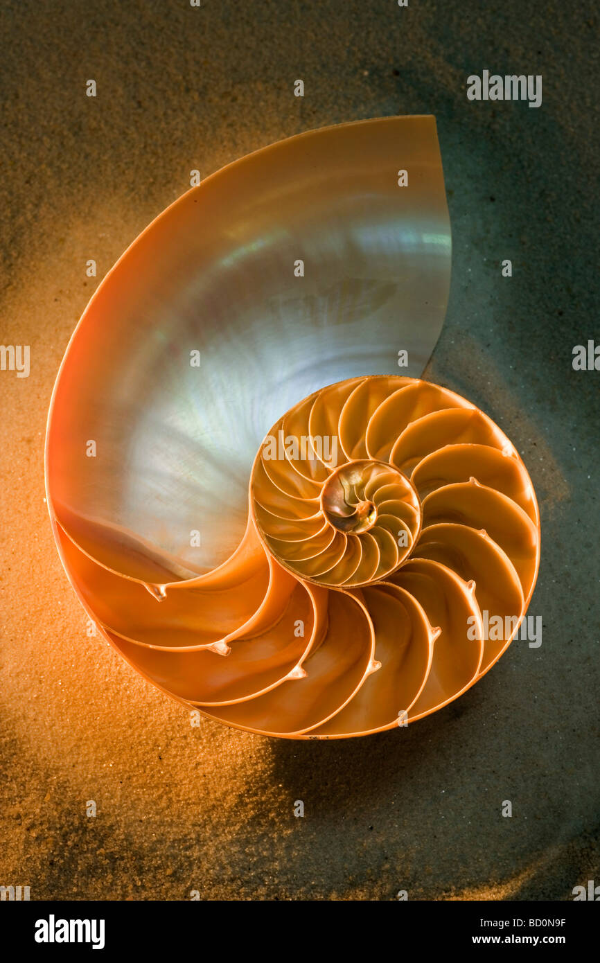 Nautilus shell hi-res stock photography and images - Alamy