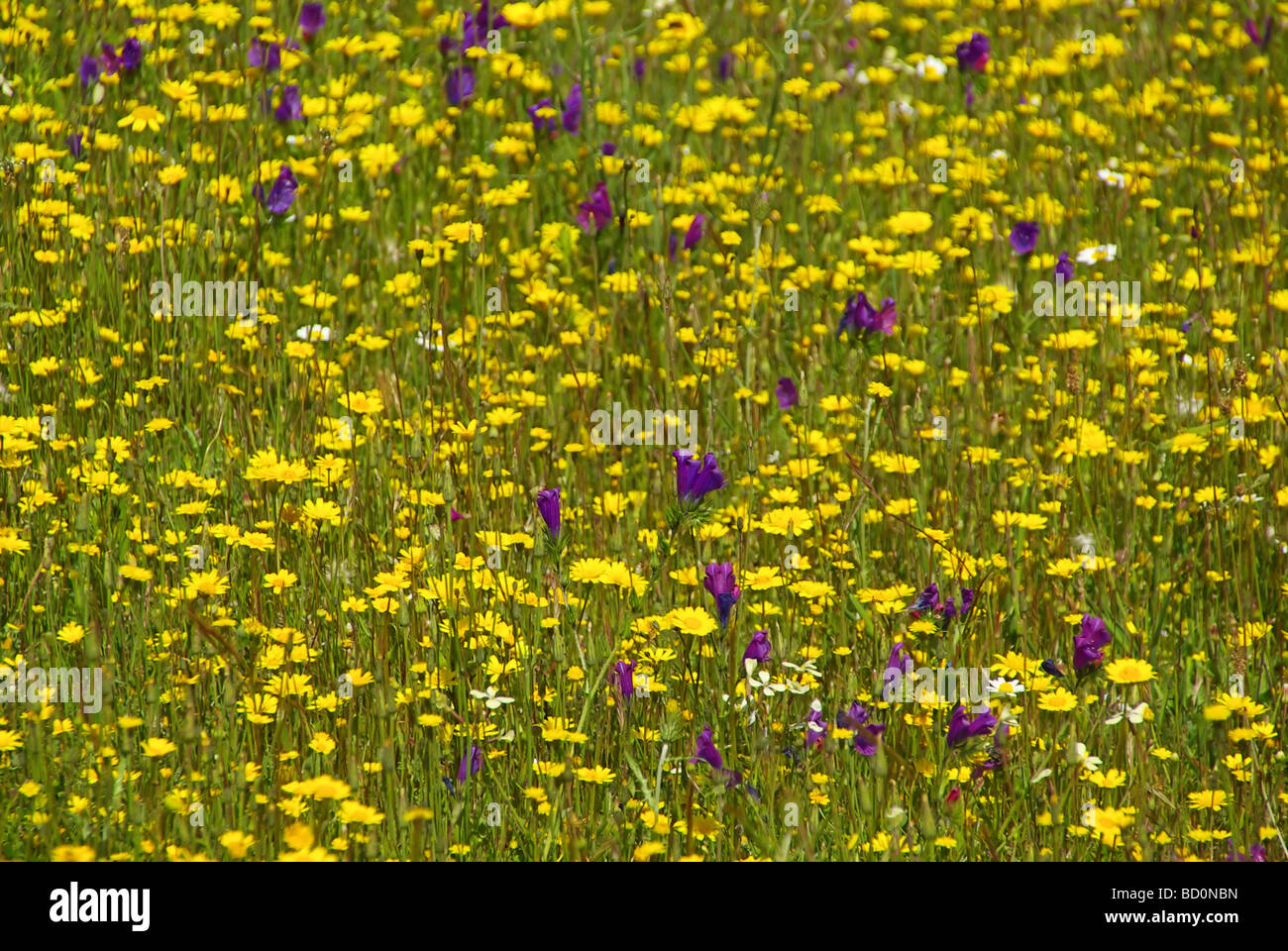 Wiese meadow 15 Stock Photo - Alamy
