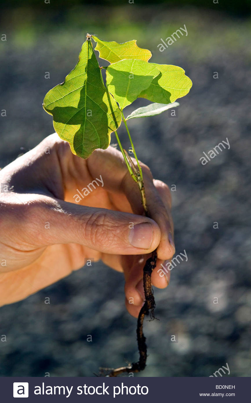 Quercus Rubra Red Oak Tree Stock Photos & Quercus Rubra Red Oak Tree ...