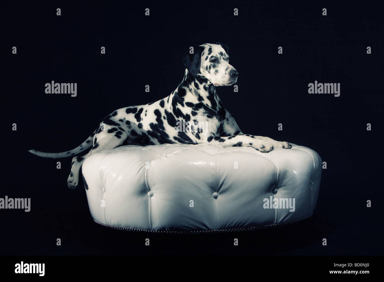 Laying dalmatian hi-res stock photography and images - Alamy