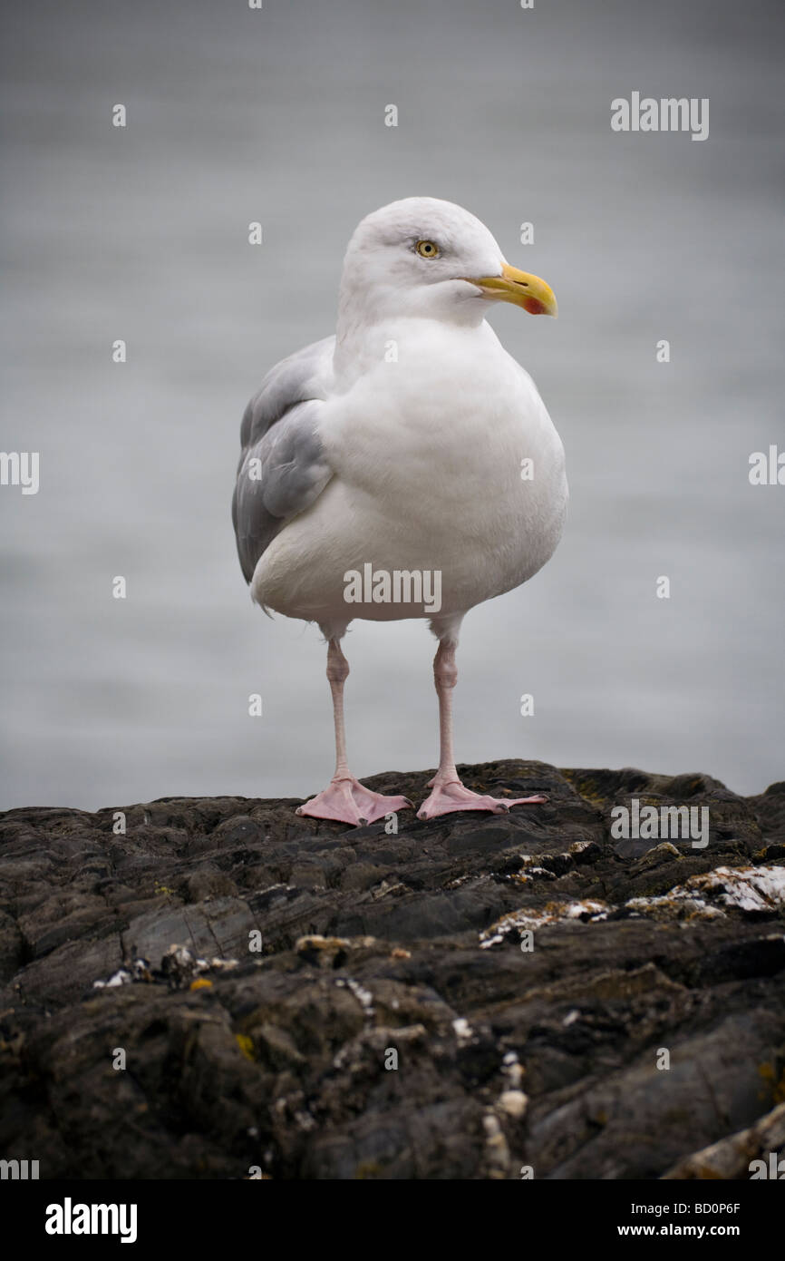 Adult seagull hi-res stock photography and images - Alamy