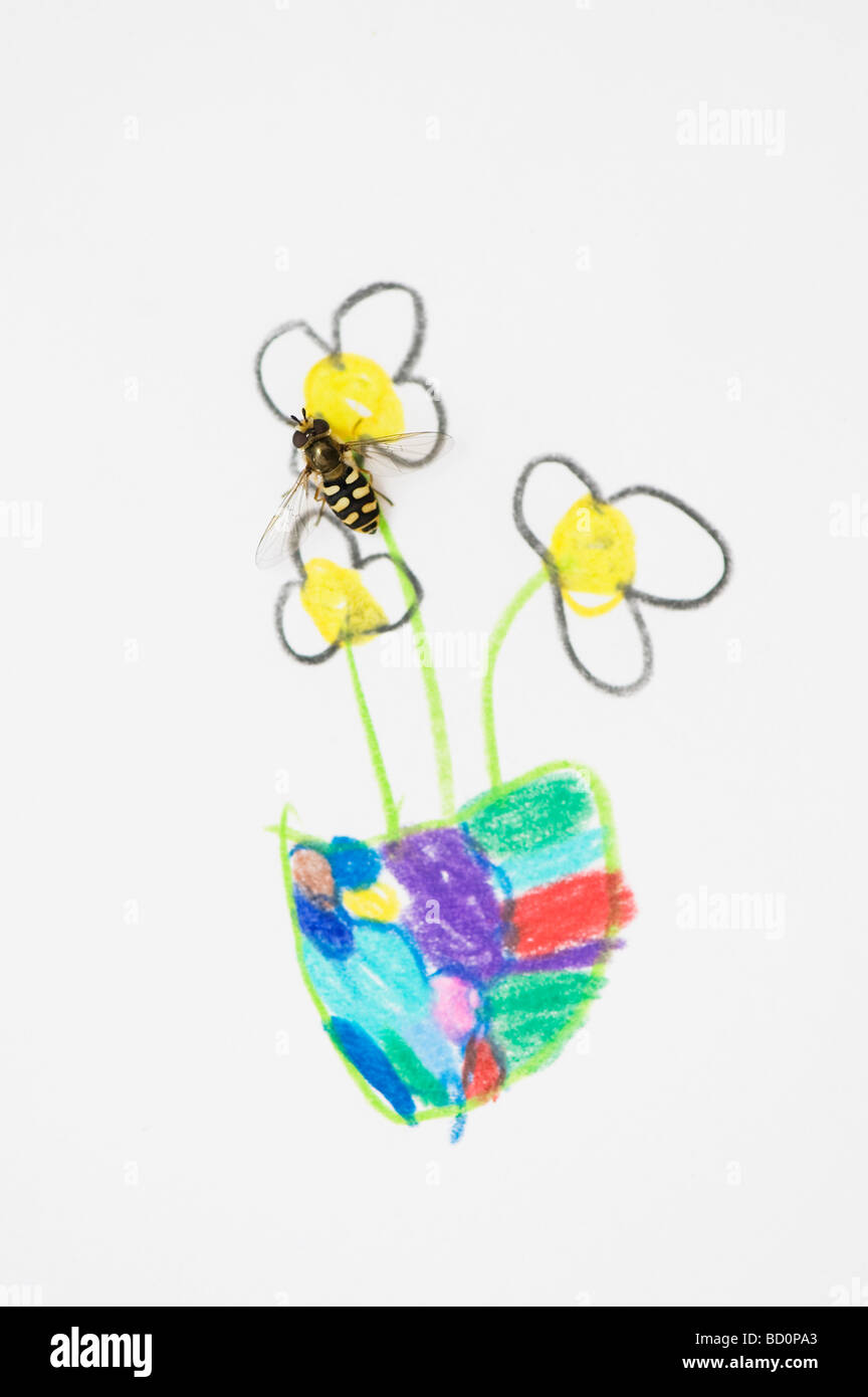 Hoverfly on a childs drawing of daisy flowers Stock Photo - Alamy