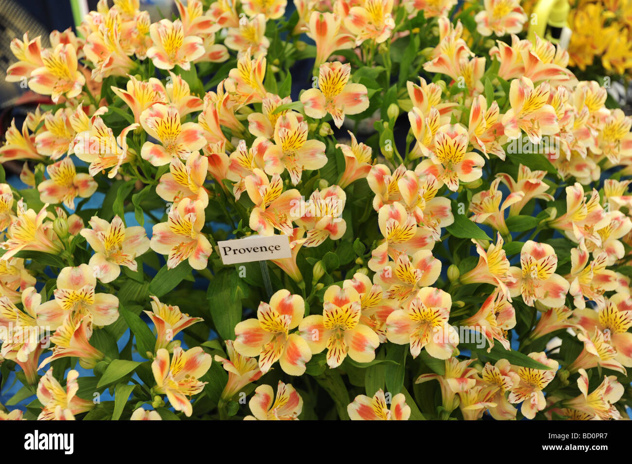 Selection of flowers, see label at centre for variety Stock Photo - Alamy