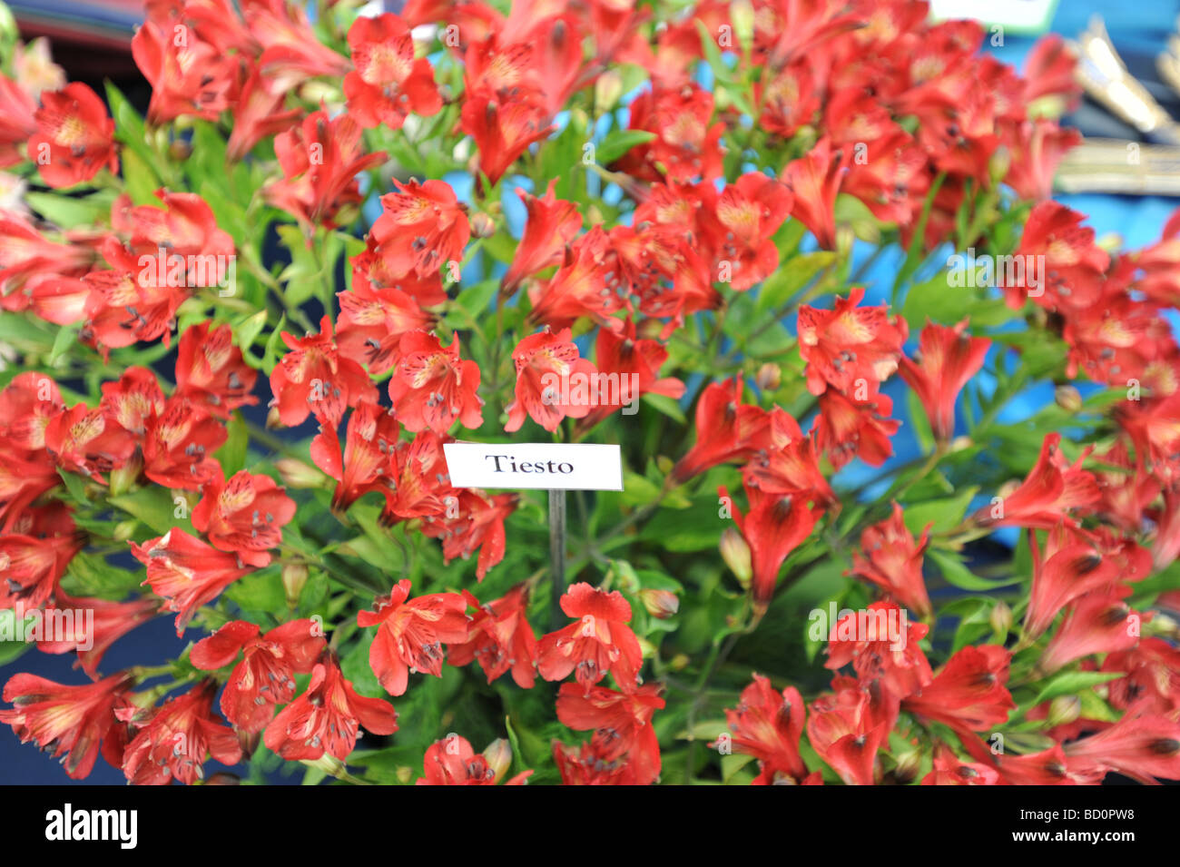 Selection of flowers, see label at centre for variety Stock Photo - Alamy