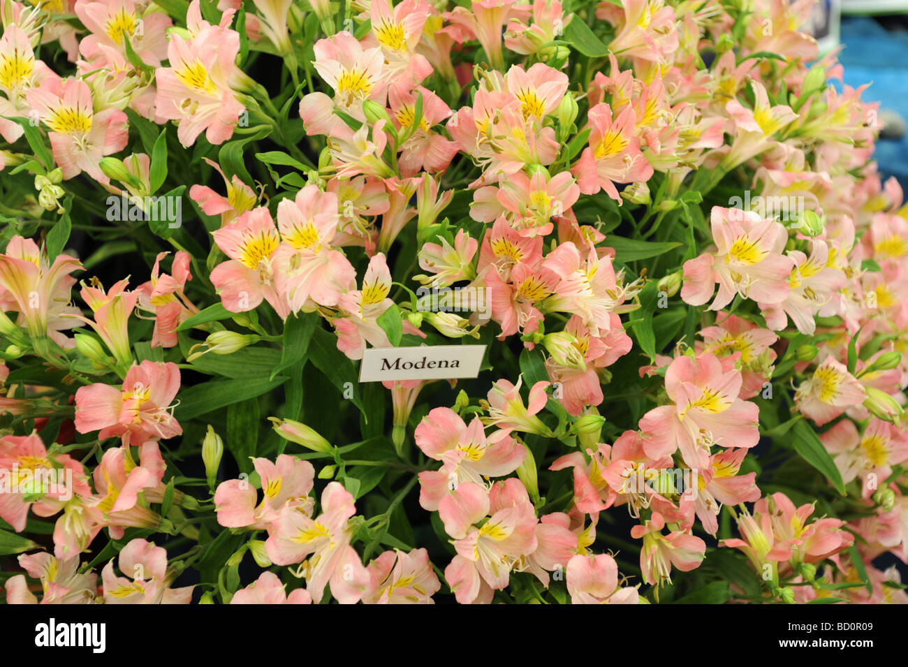 Selection of flowers, see label at centre for variety Stock Photo - Alamy