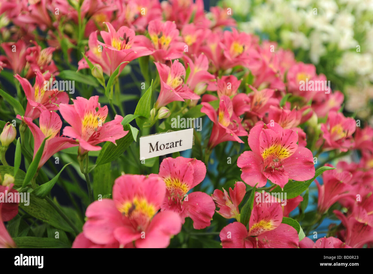 Selection of flowers, see label at centre for variety Stock Photo - Alamy