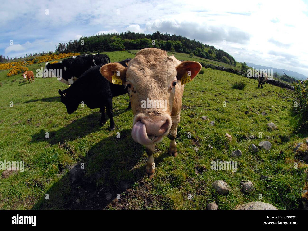 Cow licking its nose in a field in Co Sligo on west coast of Ireland ...