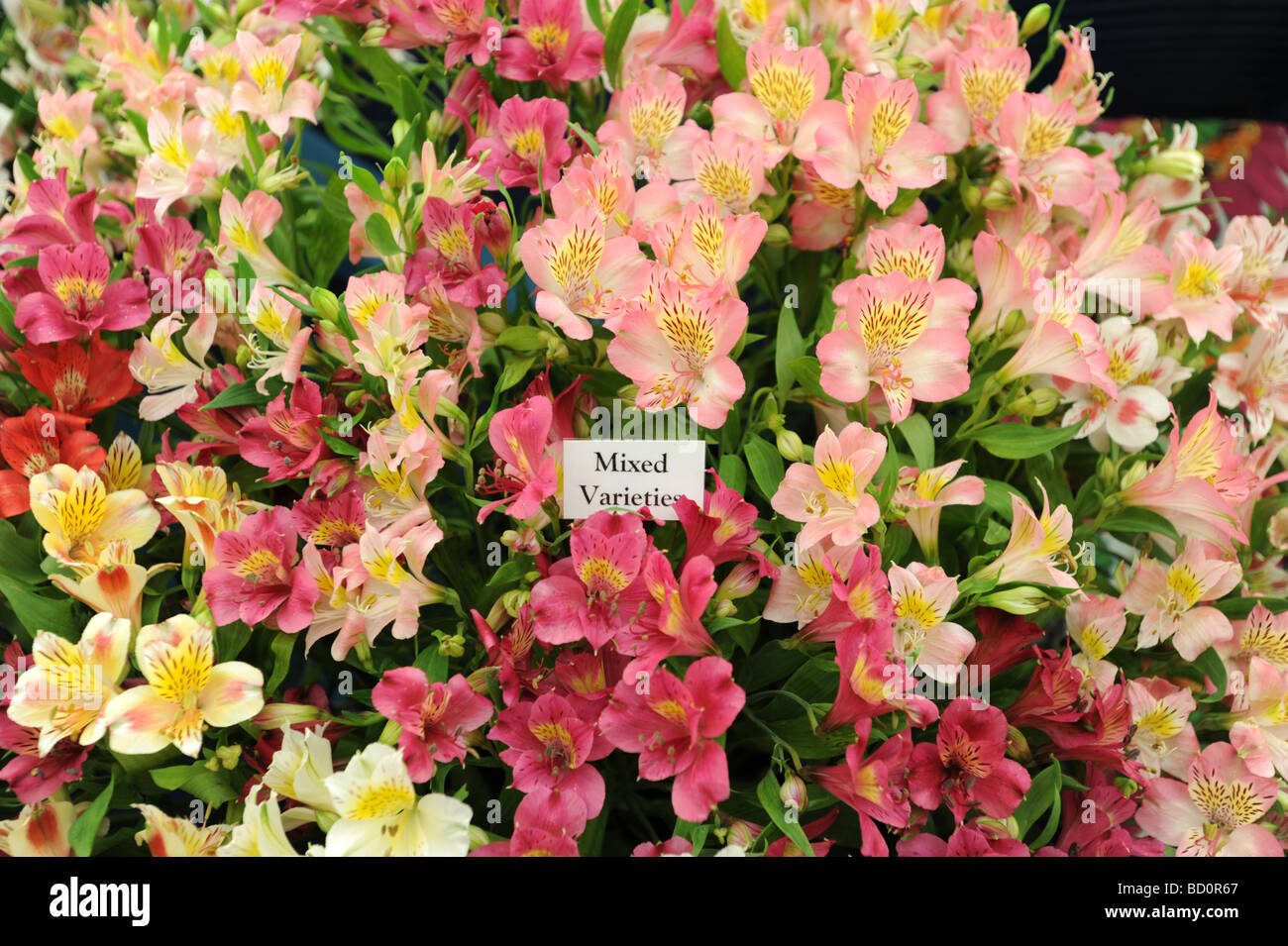Selection of flowers, see label at centre for variety Stock Photo - Alamy