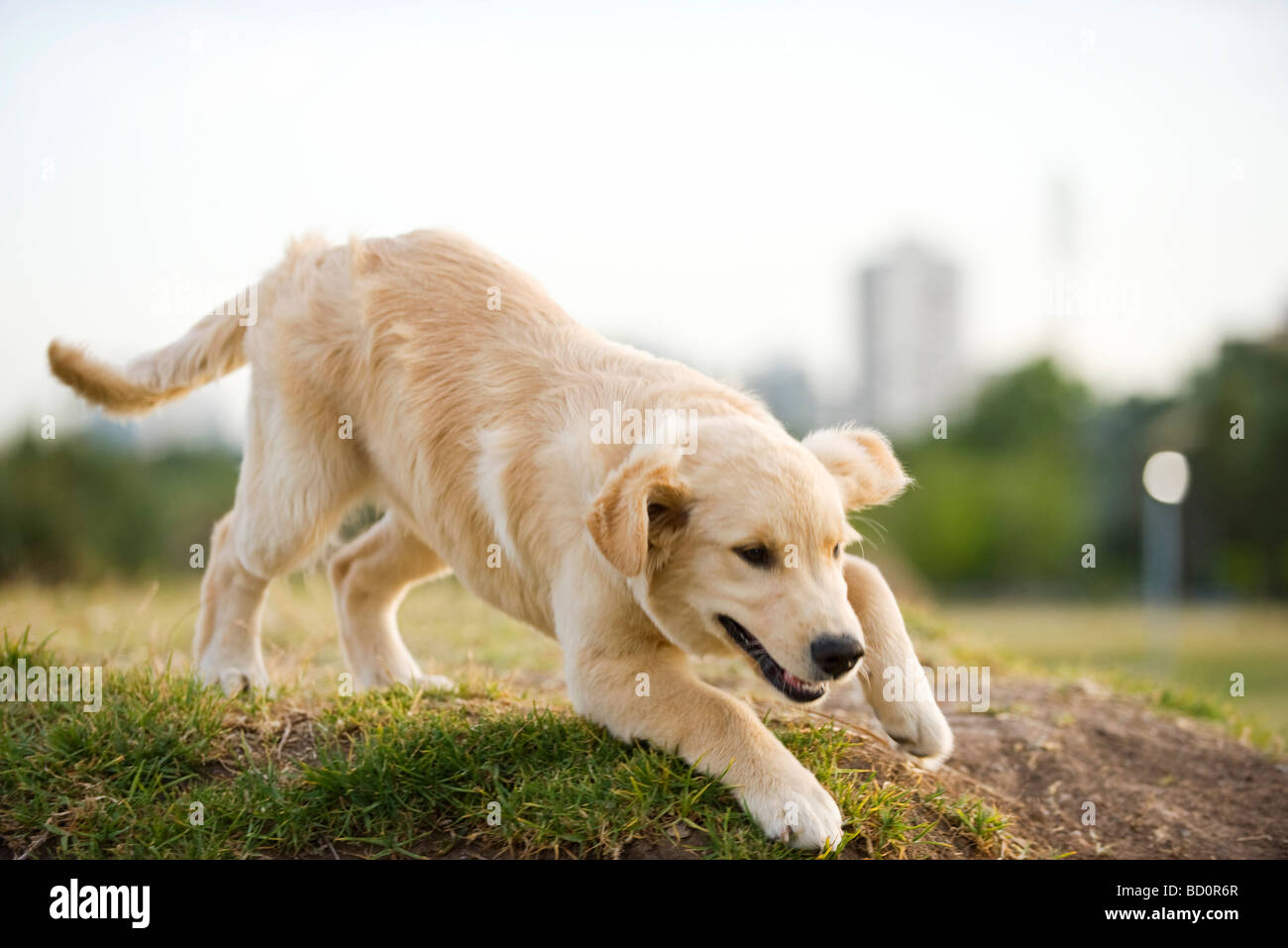 Golden retriever puppy playing in park Stock Photo - Alamy