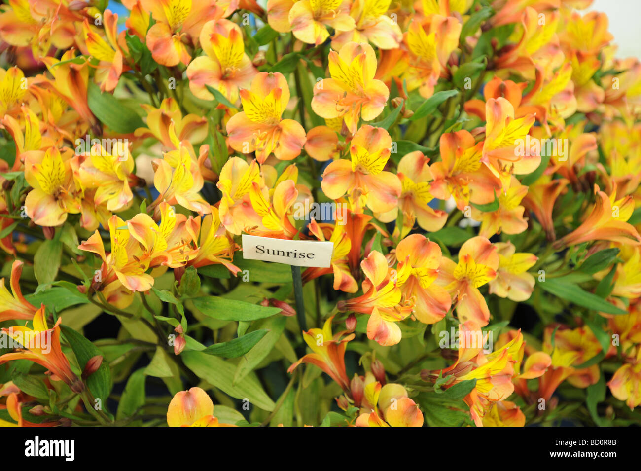 Selection of flowers, see label at centre for variety Stock Photo - Alamy