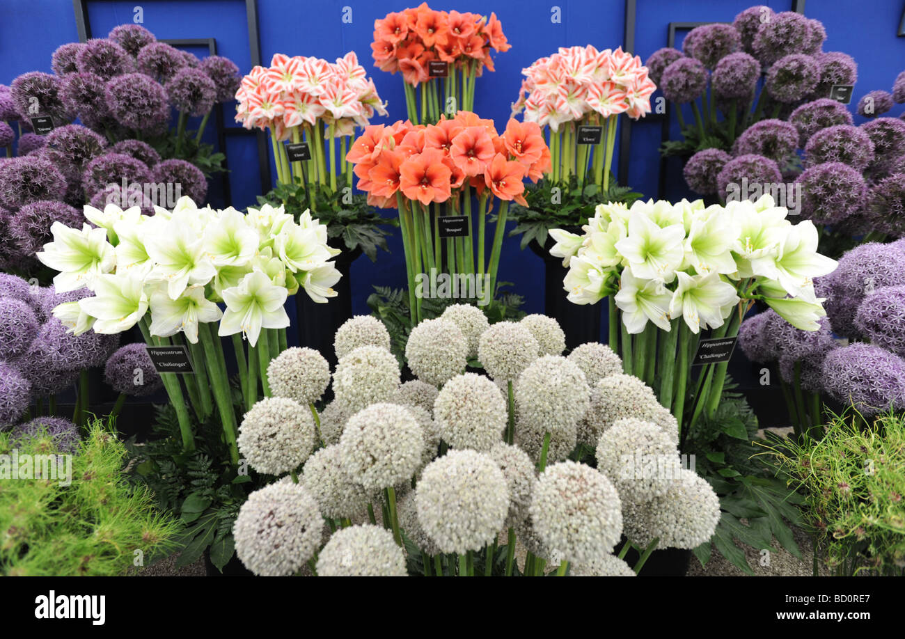 Exotic flower heads Stock Photo - Alamy