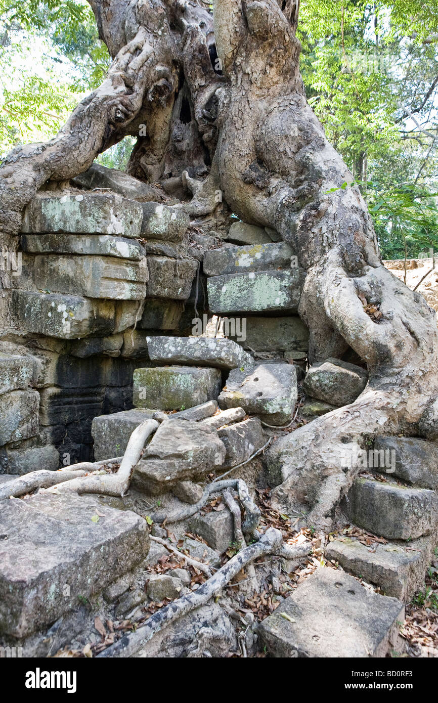Temple at Angkor, Cambodia overgrown with tree roots Stock Photo - Alamy