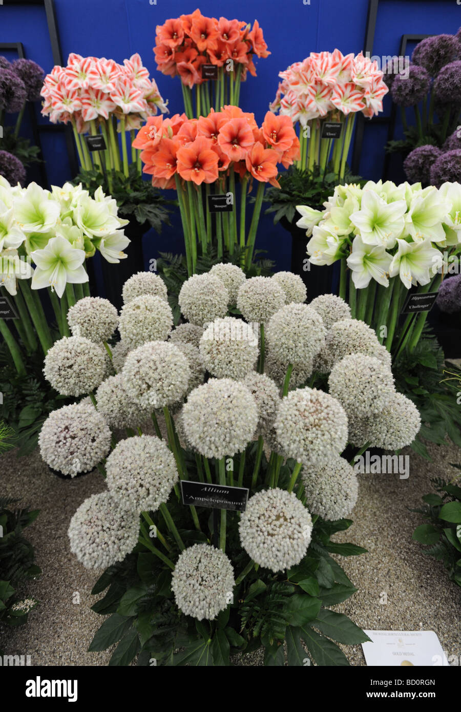 Exotic flower heads Stock Photo - Alamy