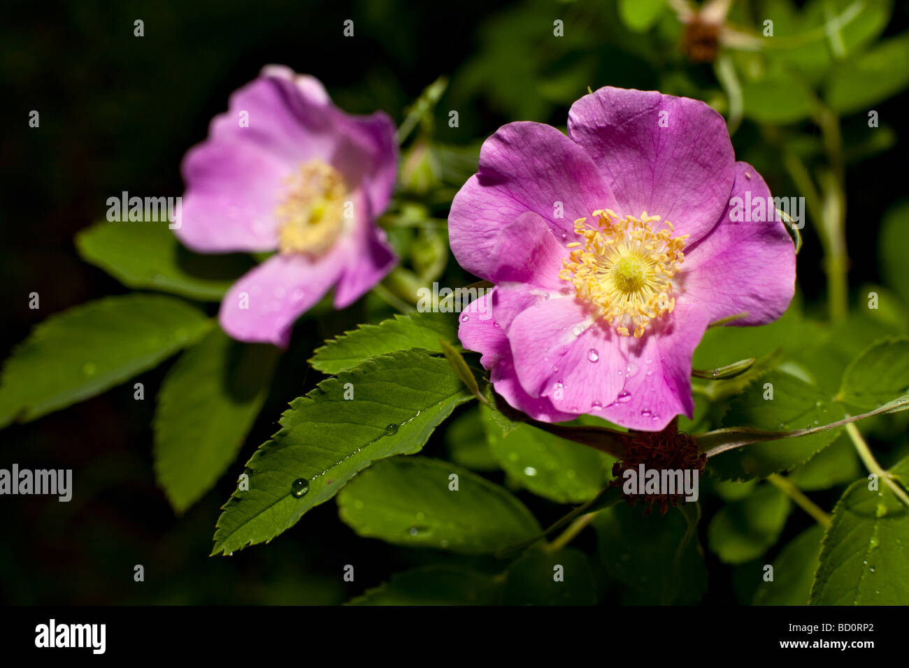 Briar flower hi-res stock photography and images - Alamy