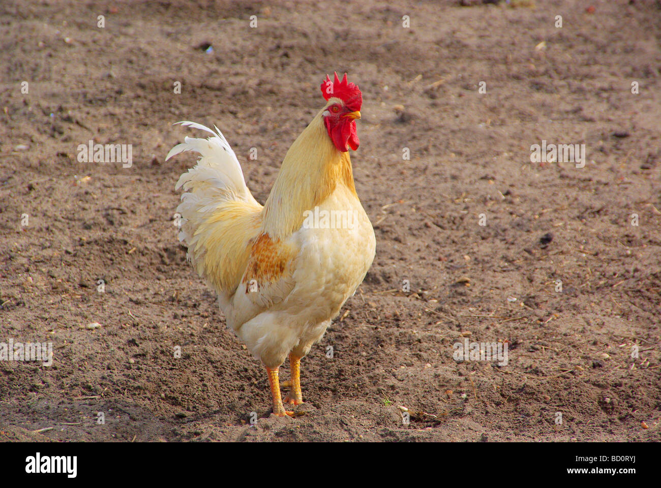 Huhn chicken 16 Stock Photo - Alamy