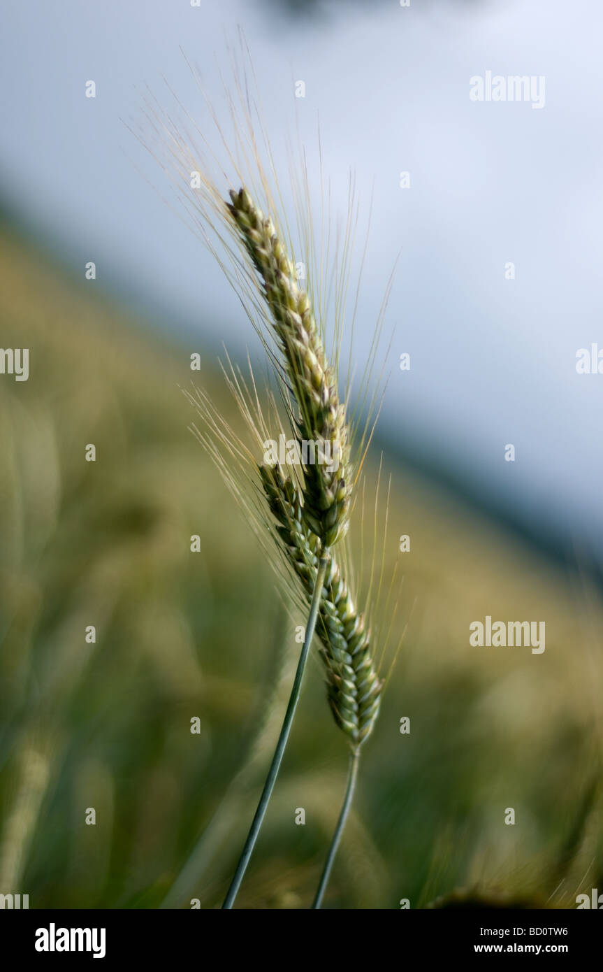 Barley in the field hi-res stock photography and images - Alamy