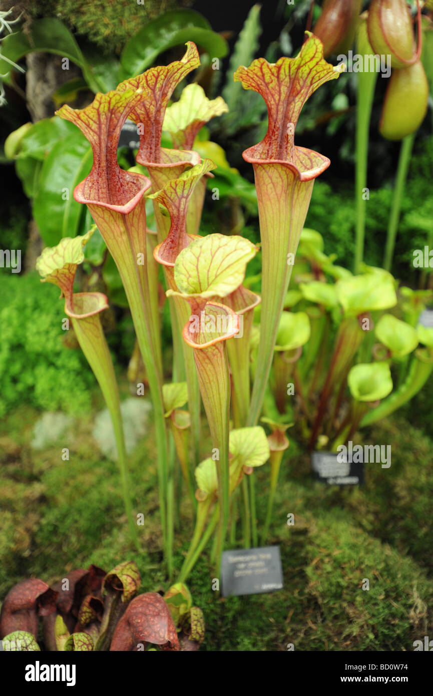 Carnivorous plant display RHS flower show Tatton Park Knutsford ...