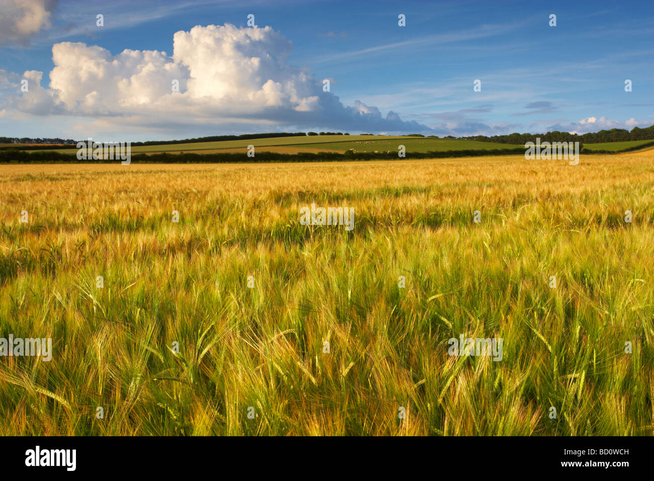 Norfolk countryside hi-res stock photography and images - Alamy