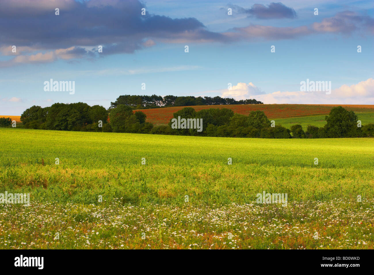 A summer evening in the Norfolk Countryside near Flitcham Stock Photo ...