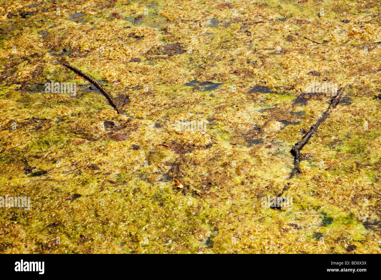Algae growing on water Stock Photo - Alamy