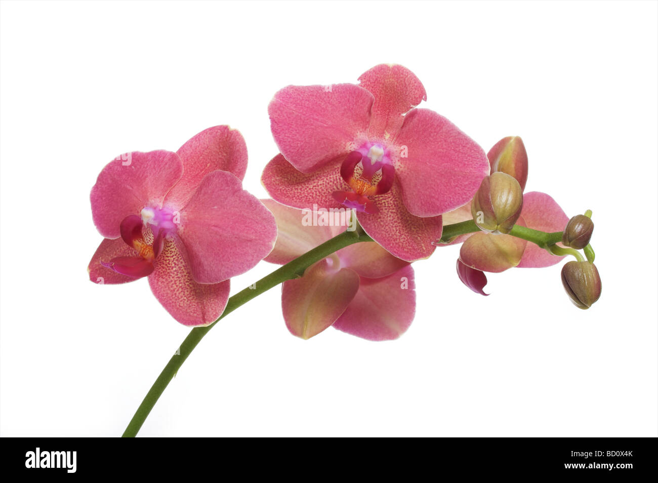 Orchidae hi-res stock photography and images - Alamy