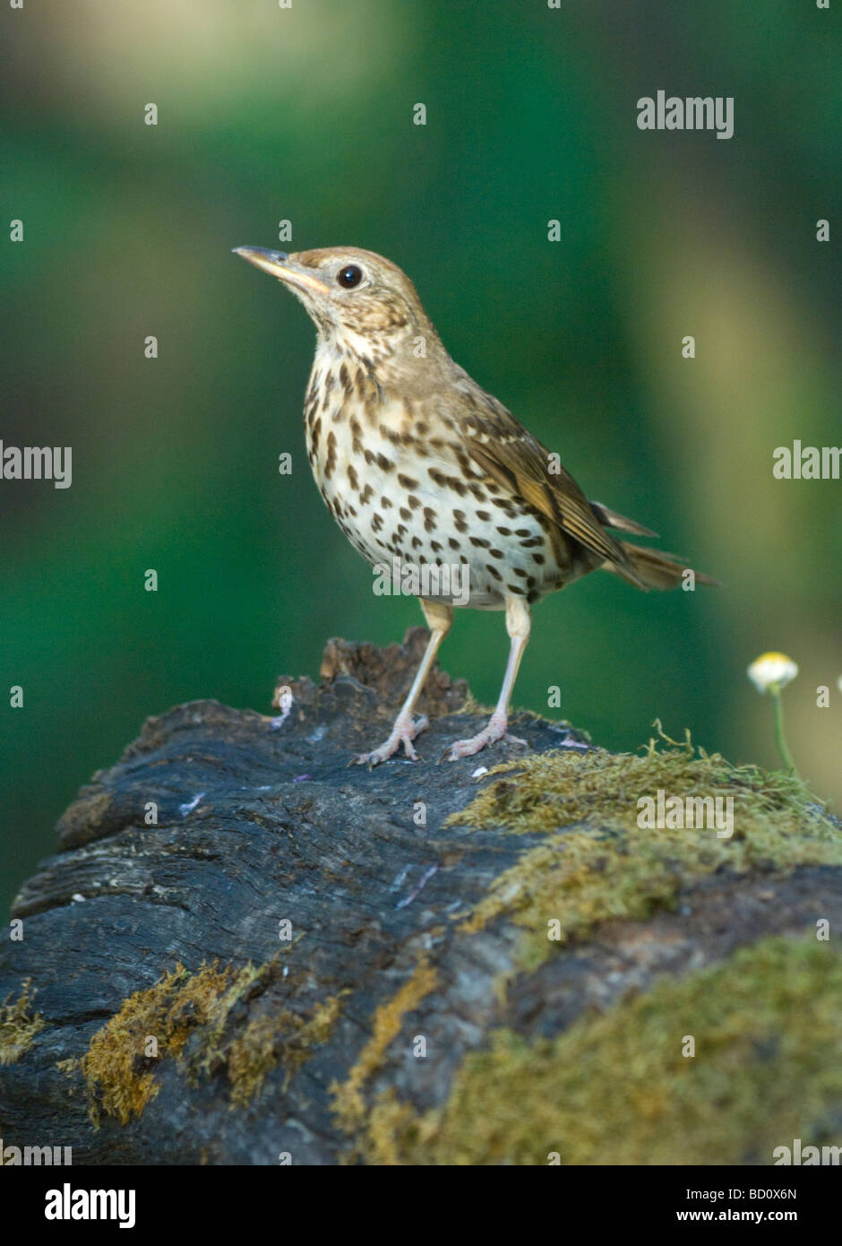 Thrush flower hi-res stock photography and images - Alamy
