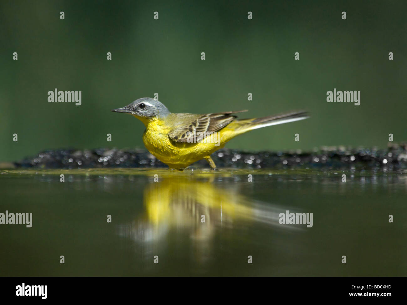 Yellow Wagtail Motacilla flava Hungary Stock Photo - Alamy