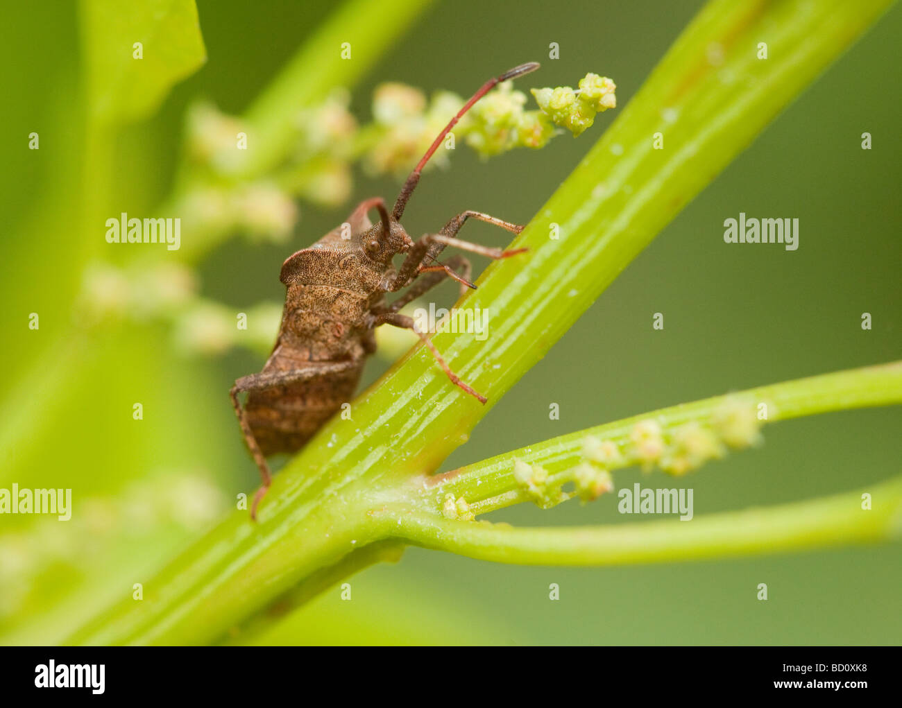 Close up of a brown bug on a plant Stock Photo - Alamy