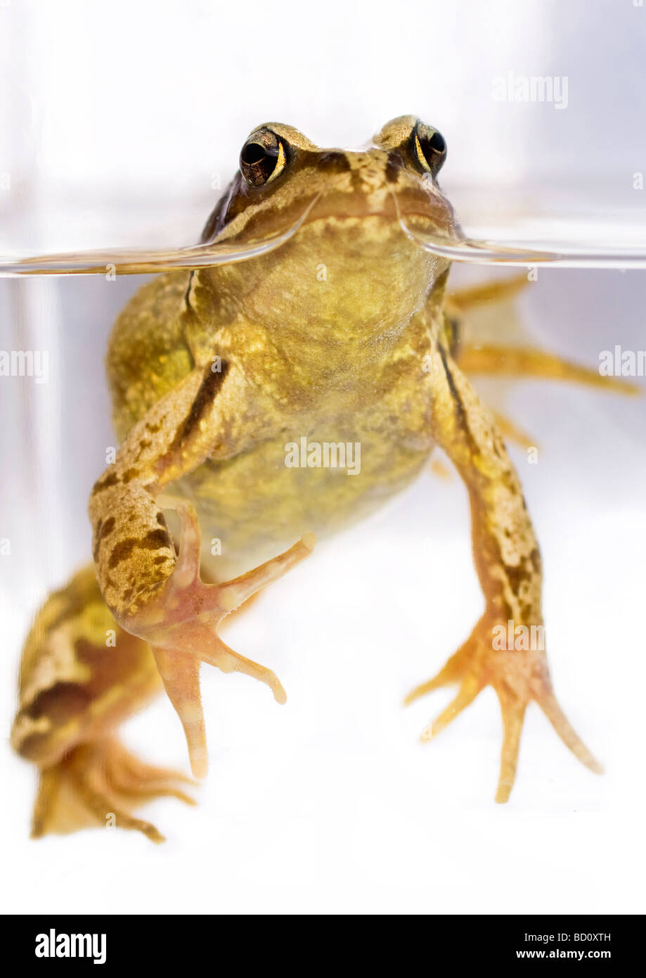 Frog clear water hi-res stock photography and images - Alamy