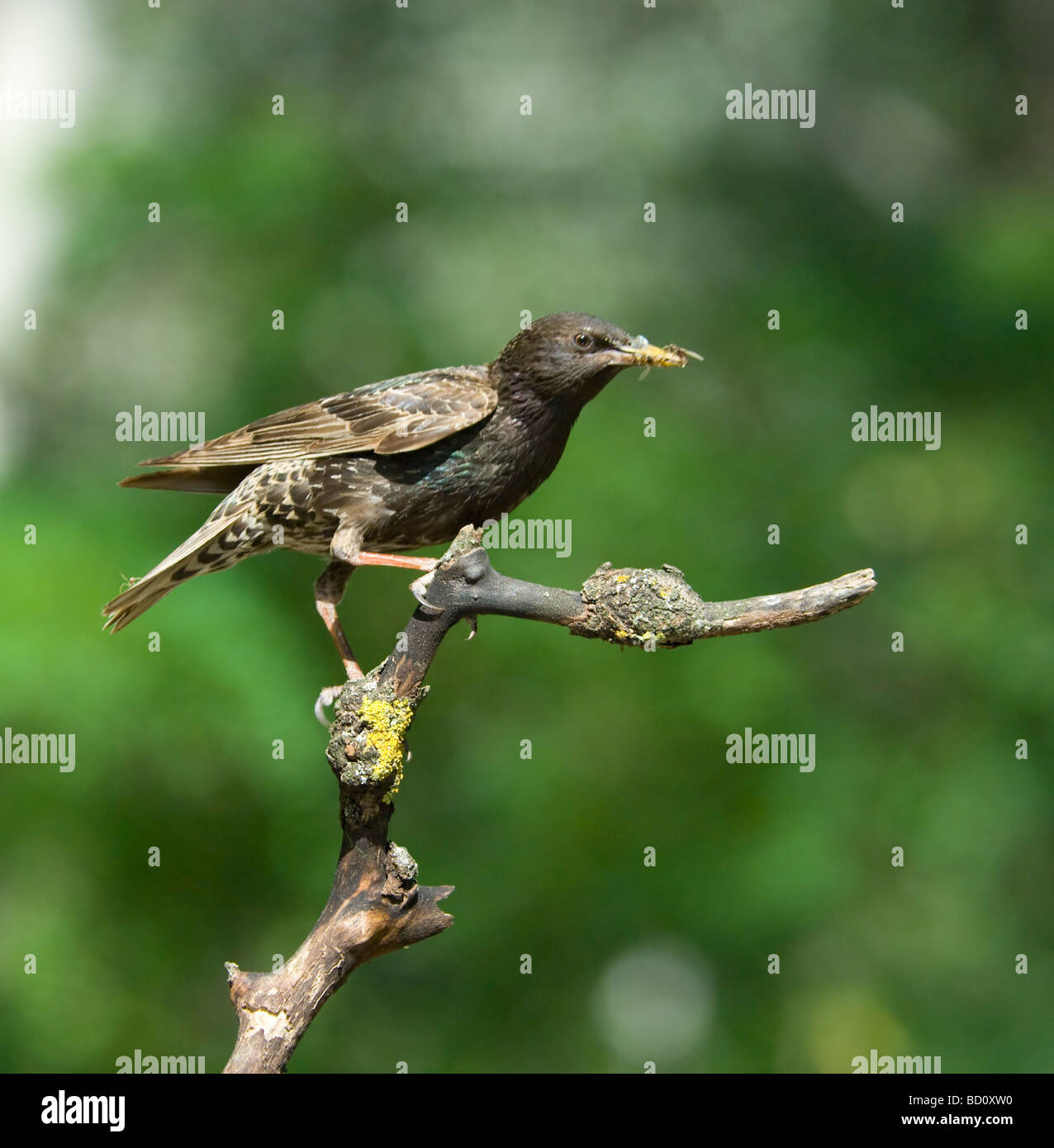 Starling in breeding plumage hi-res stock photography and images - Alamy