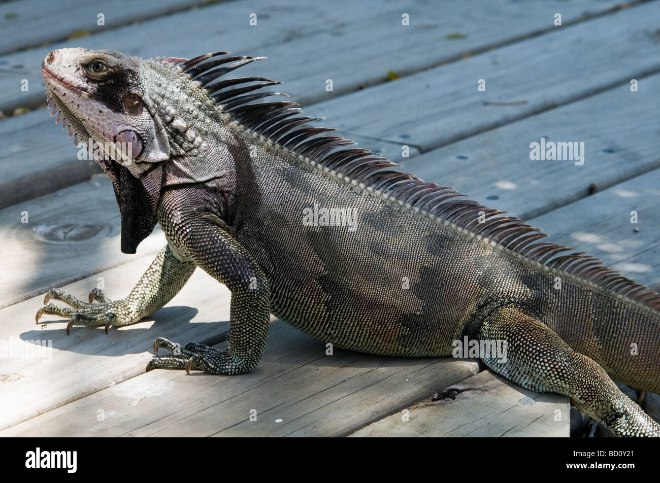 Iguana on the island Isla de Coche, Venezuela Stock Photo - Alamy