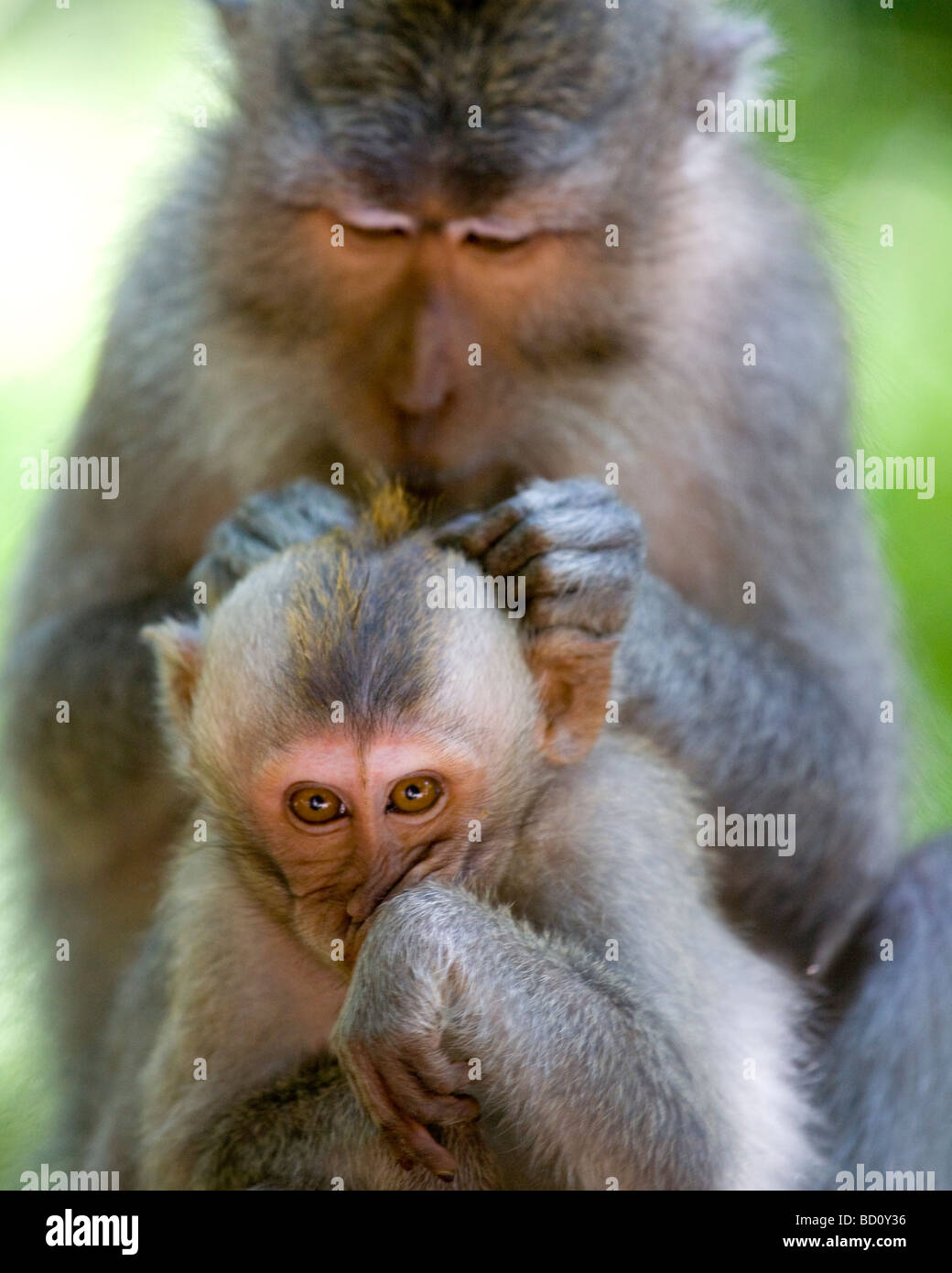 Balinese Long-tail Macaques in Monkey Forest, Ubud, Bali, Indonesia ...