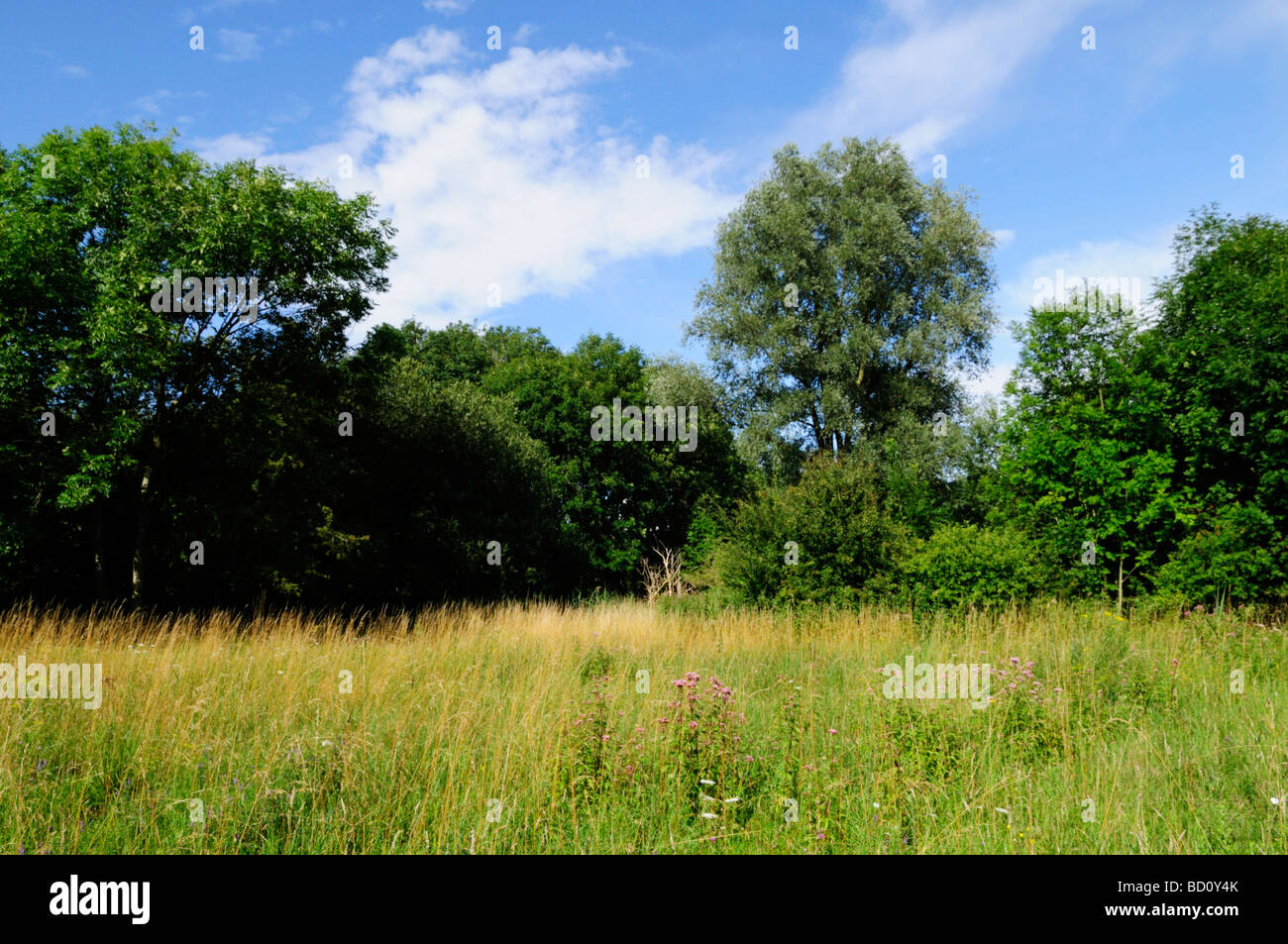 Fowlmere rspb nature reserve hi-res stock photography and images - Alamy