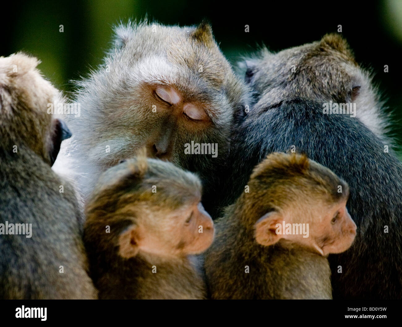 Grey macaques hi-res stock photography and images - Alamy