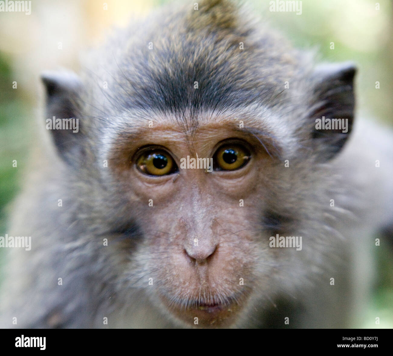 Balinese long-tail Macaque in Ubud, Bali, Indonesia Stock Photo - Alamy