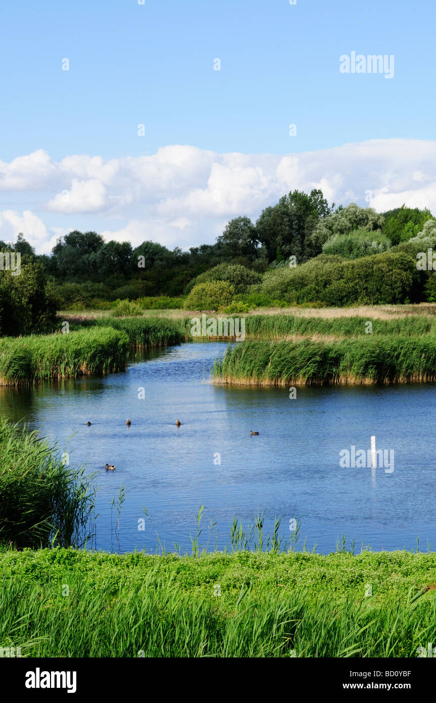 Fowlmere nature reserve hi-res stock photography and images - Alamy