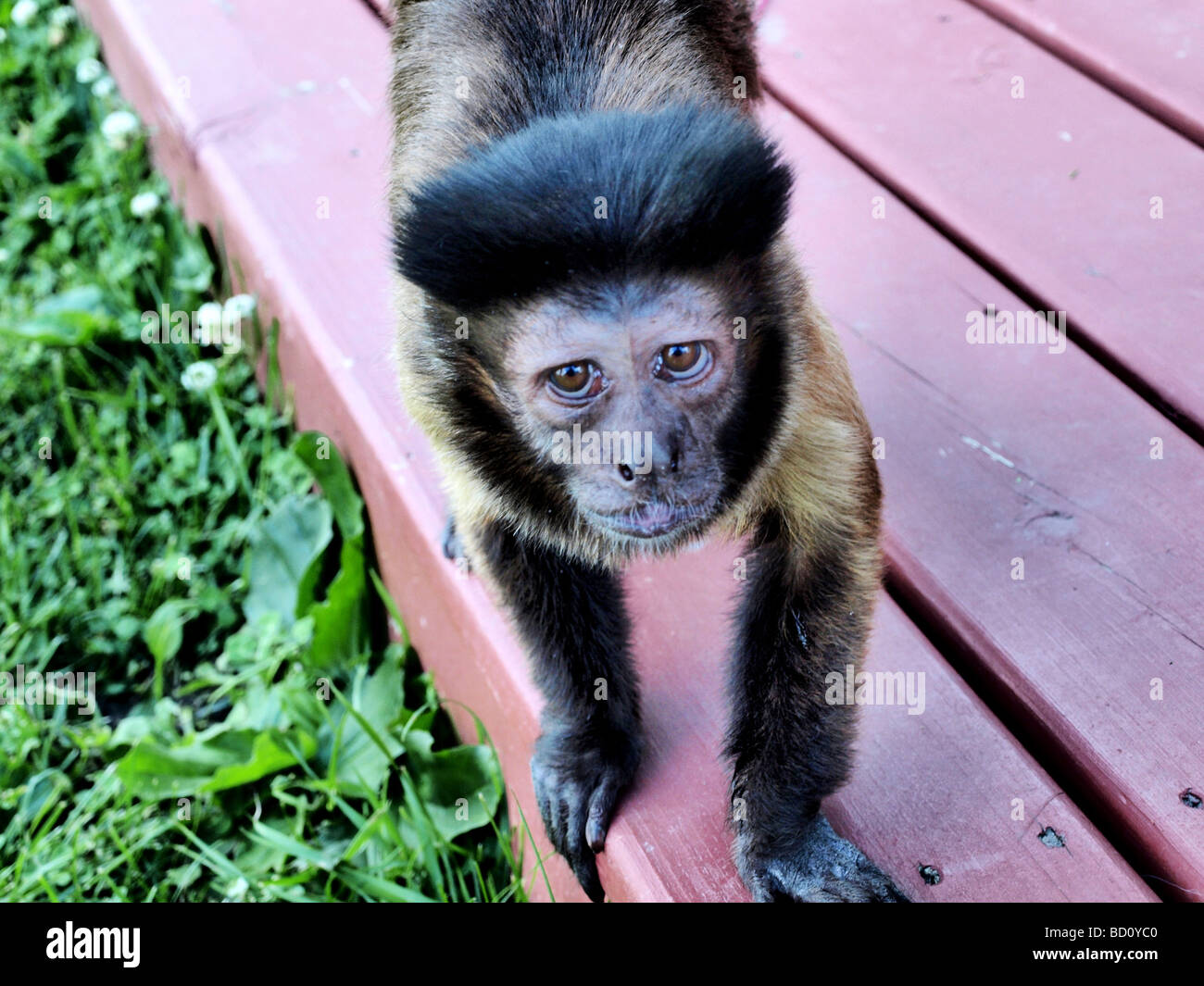 tame monkey closeup with front paws head and eyes looking at camera on ...